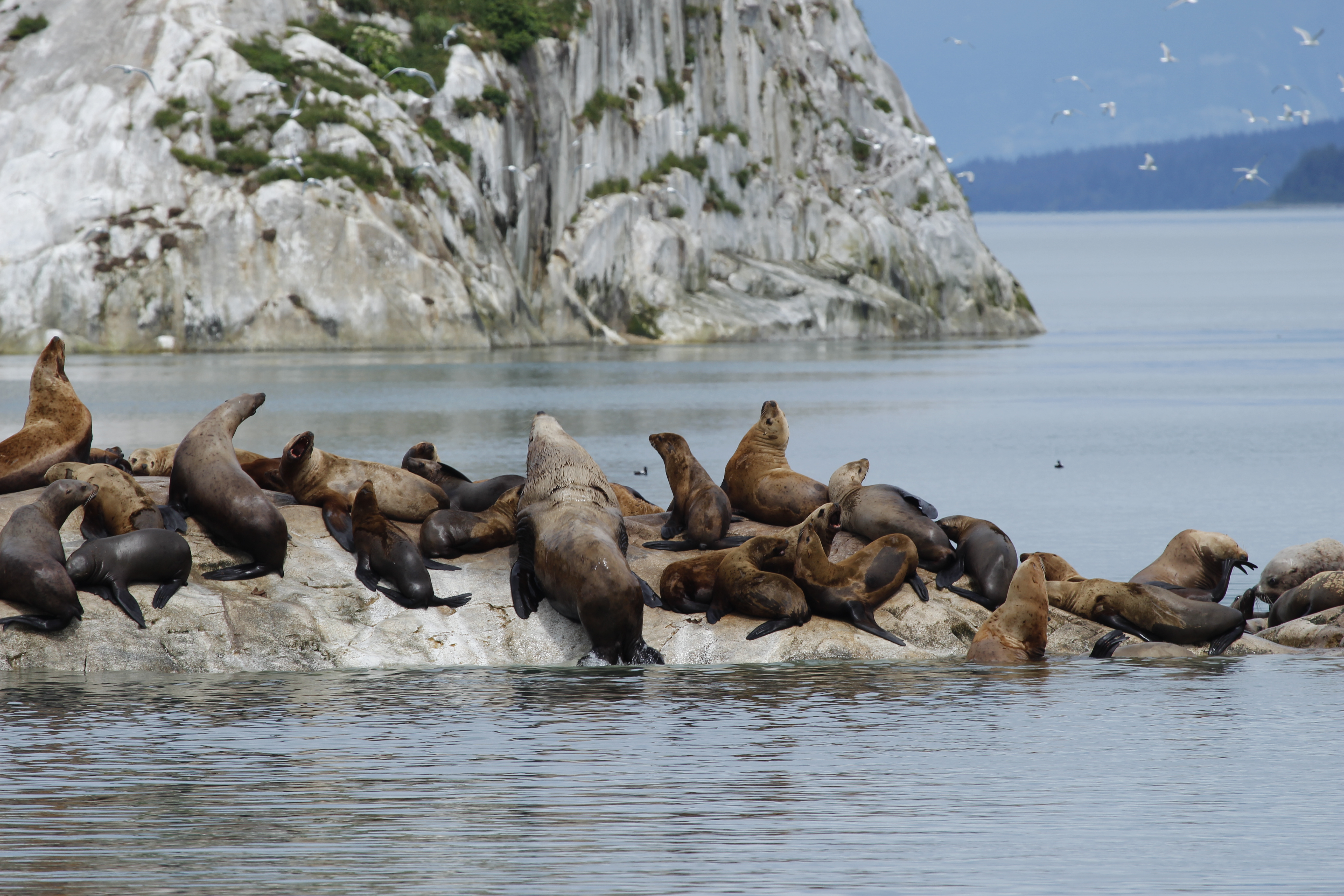 _MG_3384 – Red Rover
