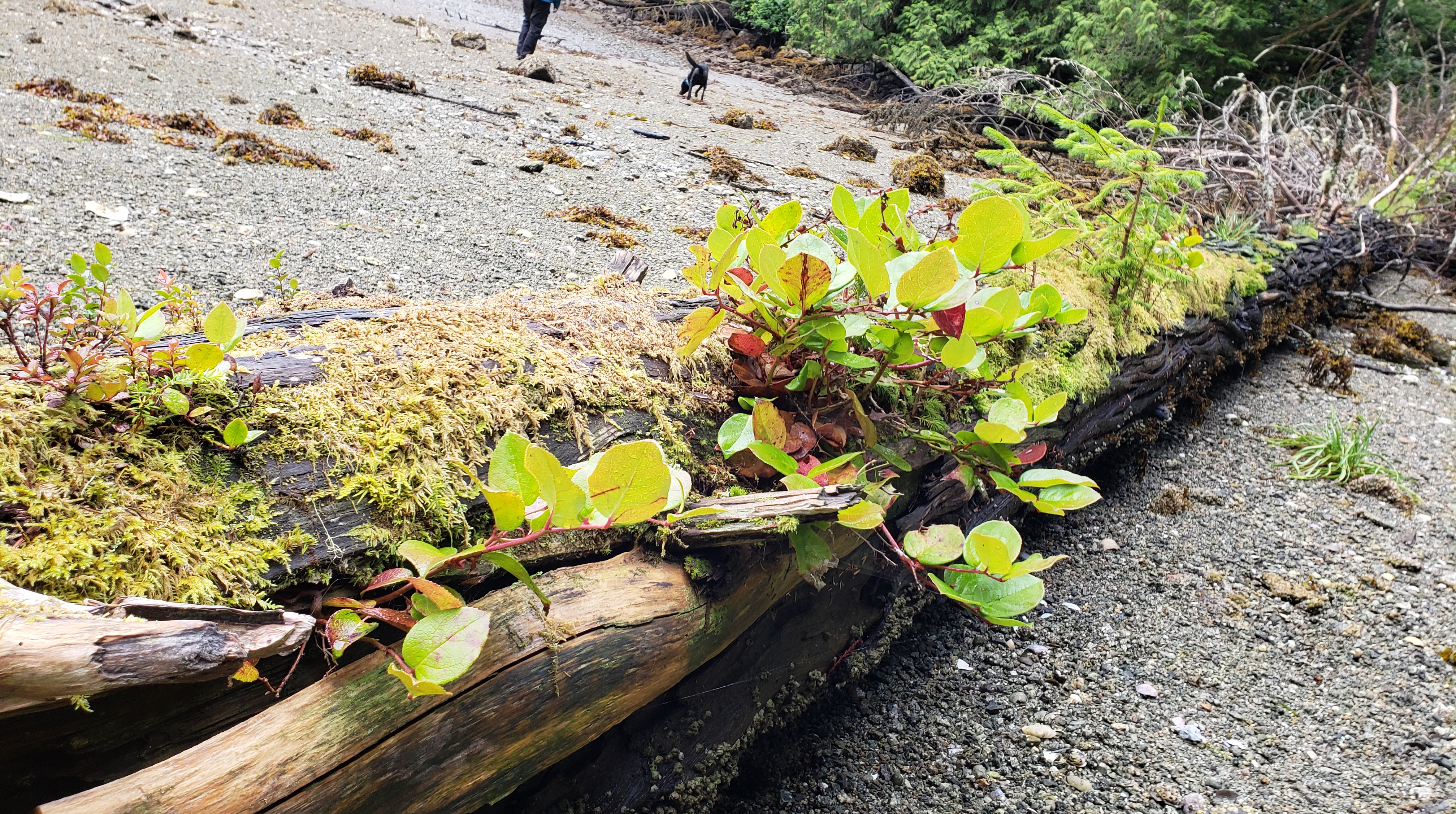 20180913_091456 – Red Rover